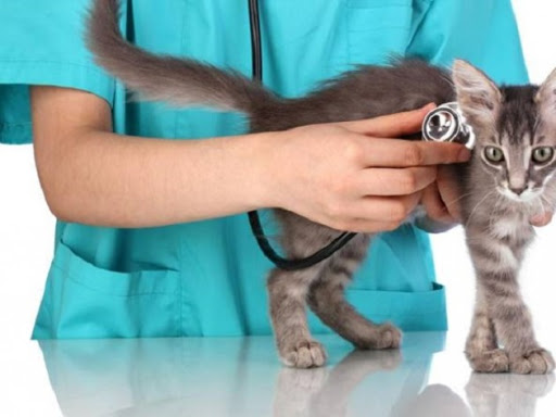 Cura degli animali, i veterinari possono prescrivere farmaci a uso ...