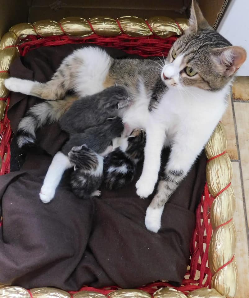 Un gattone in convento - Valledaostaglocal.it