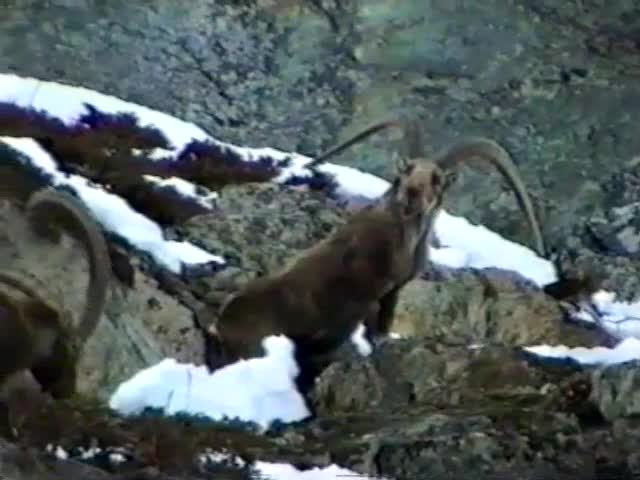 SULTANO: La storia raccontata dal Parco Nazionale del Gran Paradiso ...