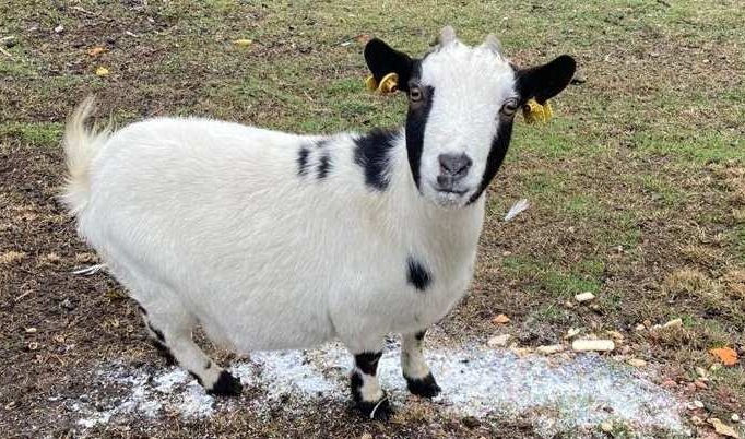 APPELLO URGENTE: quattro caprette tibetane cercano adozione in Piemonte ...