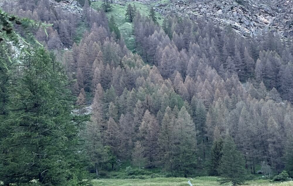 L'Invasione dei Bruchi Autoctoni nella Valnontey - Valledaostaglocal.it
